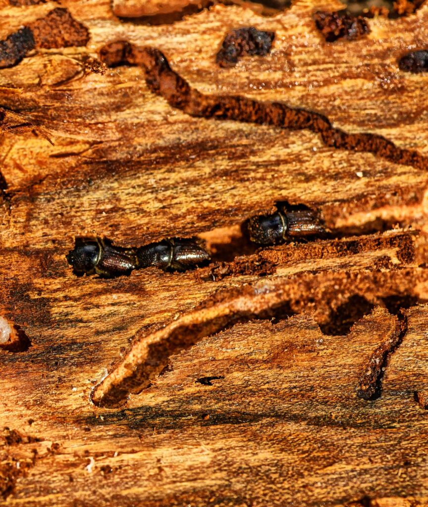 Pest Control Cape Coral FL | Maximum Pest Control - Top Quality Pest ...