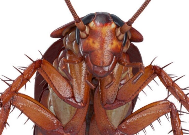 Pest Control Cape Coral FL | Maximum Pest Control - Top Quality Pest ...